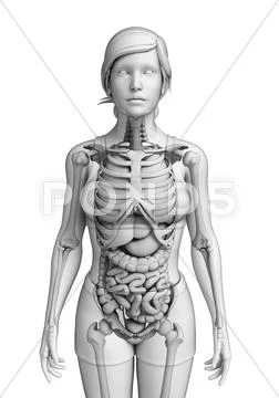 Digestive system of female anatomy Illustration #42883408
