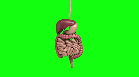 digestive system, human intestines. Gree... | Stock Video | Pond5