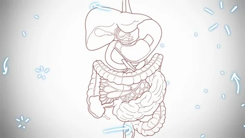 Digestive System outline - hand-drawn - ... | Stock Video | Pond5