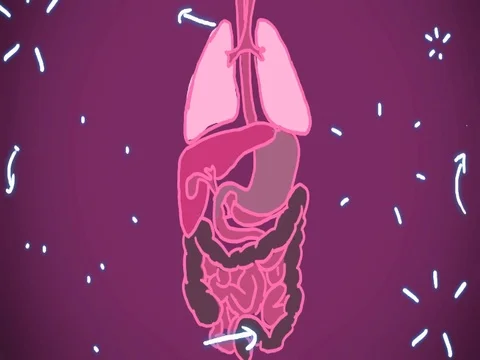 Digestive System purple shade - hand-dra... | Stock Video | Pond5