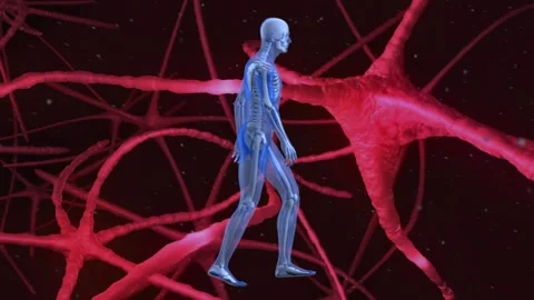 Digital animation of human body model wa... | Stock Video | Pond5