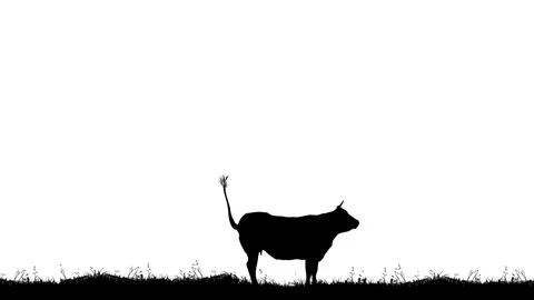 Cow Defecate Stock Videos – Royalty-Free HD & 4K Videos