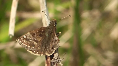 Skipper Butterfly Stock Videos – Royalty-Free HD & 4K Videos