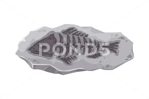 Fish Fossil Clip Art