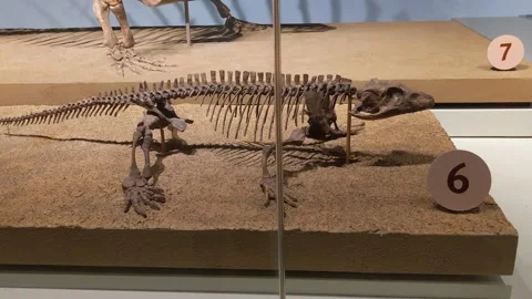 Dinosaur Skeleton Field Museum Display | Stock Video | Pond5