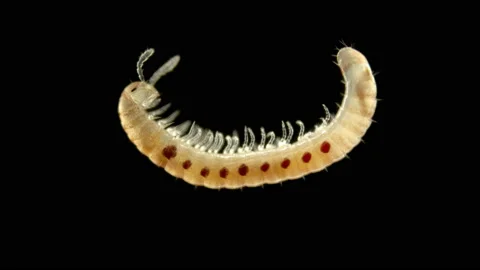 Diplopoda Stock Footage ~ Royalty Free Stock Videos | Pond5