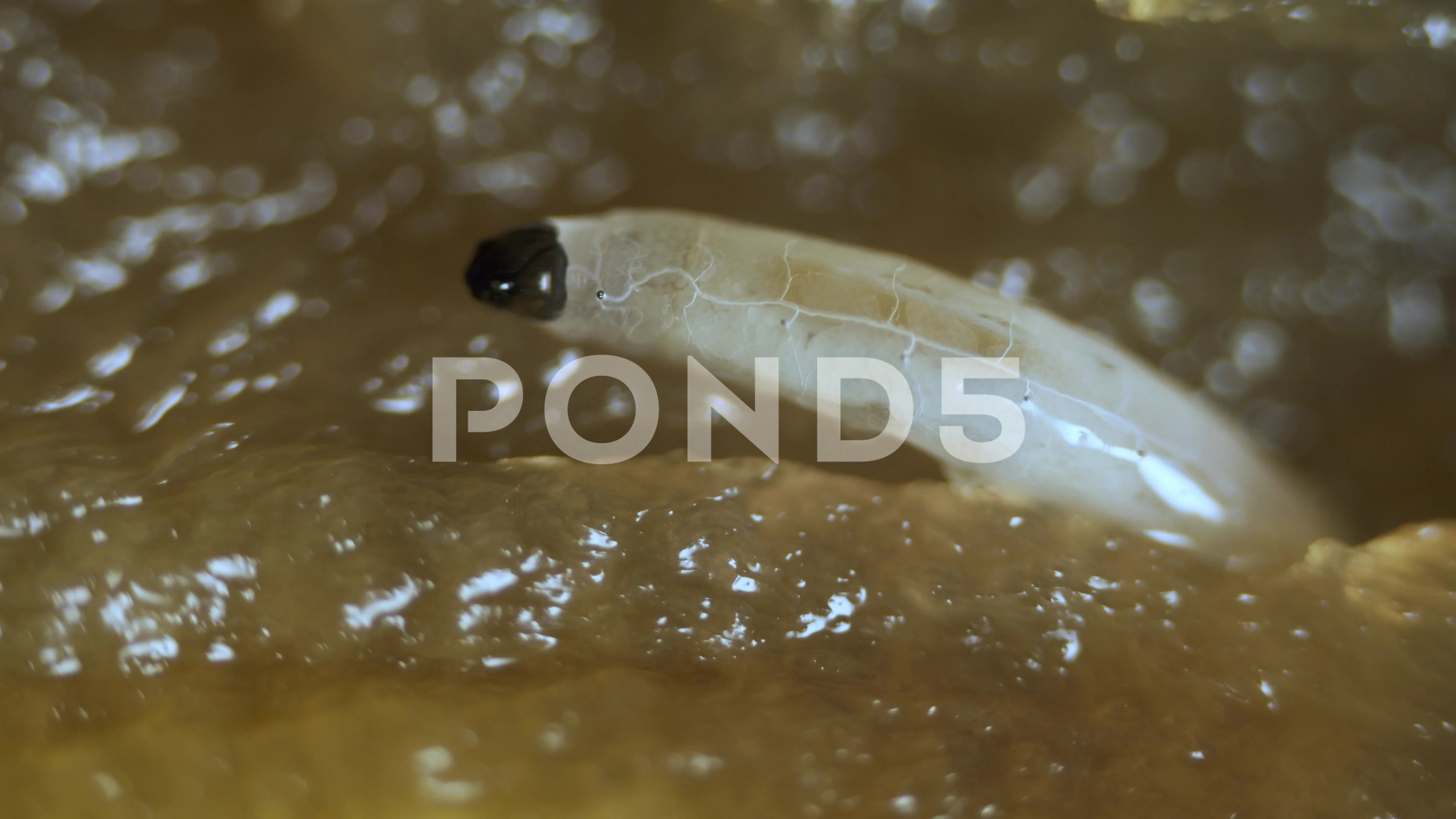 Diptera Larvae Description