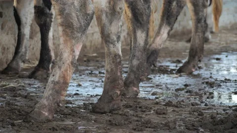 Dirty animal farm, | Stock Video | Pond5