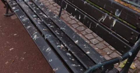 Bird Poop Stock Footage ~ Royalty Free Stock Videos | Pond5