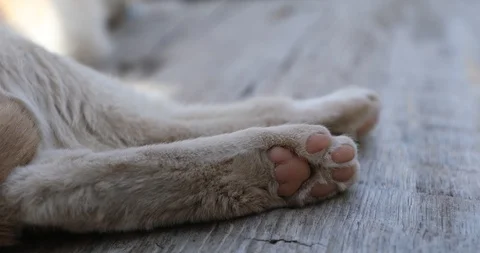 Dirty paws of a white cat | Stock Video | Pond5