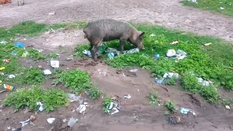 Dirty Pig Eating on Polluted Environment... | Stock Video | Pond5