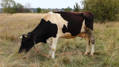 Dry Humping Gosexpod Stock Footage ~ Royalty Free Stock Videos | Pond5