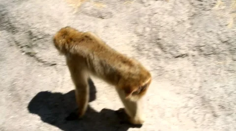 Disabled Monkey Stock Videos – Royalty-Free HD & 4K Videos | Pond5