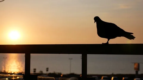 Disabled Pigeon moving broken Leg at Sun... | Stock Video | Pond5