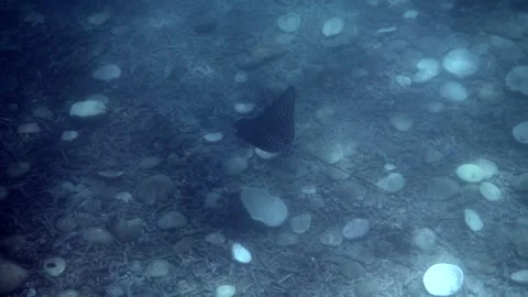 Discover the captivating sight of eagle ... | Stock Video | Pond5