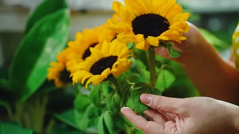 Community Flower Shop Stock Videos – Royalty-Free HD & 4K Videos | Pond5