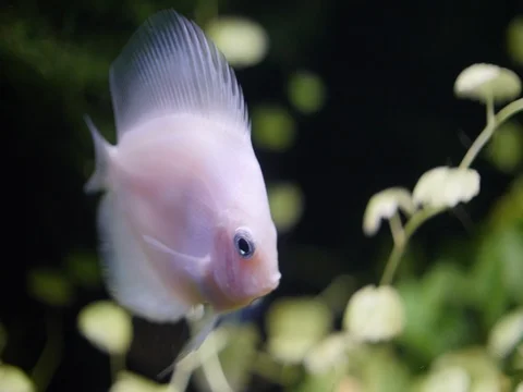 Discus Fish White from Ocean with Underw... | Stock Video | Pond5