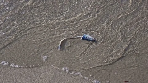 Disgusting Stinky Dead Fish Body Fishbon... | Stock Video | Pond5