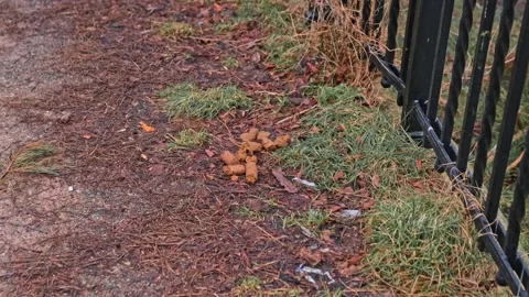 Disgusting Stinky Uncleaned Dog Poop Lef... | Stock Video | Pond5