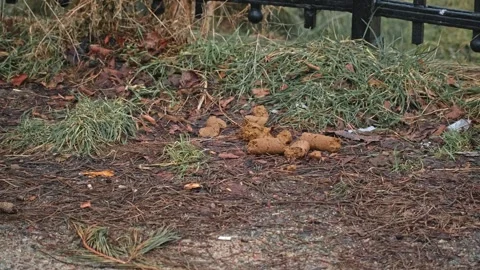 Disgusting Stinky Uncleaned Dog Poop Lef... | Stock Video | Pond5