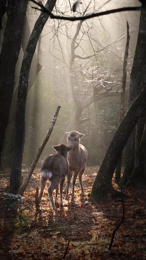 Dispute Between Deer Nara Park Nara J Stock Video Pond5