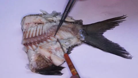 Dissection of the spine in fish | Stock Video | Pond5