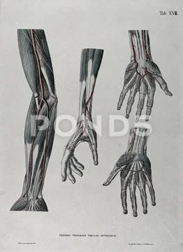 Dissections of the arm and hand; four figures, with the arteries and ...