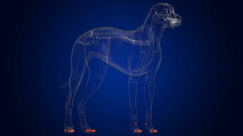 Distal Phalanx Bones Dog skeleton Anatom... | Stock Video | Pond5