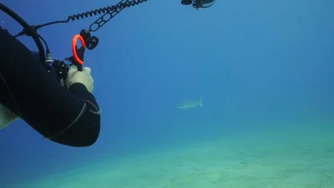 Diver Captures A Close Up Shot Of Fish U... | Stock Video | Pond5