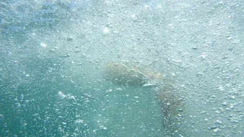 Diver in panic near the water's surface,... | Stock Video | Pond5