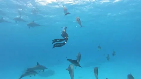 Diver snorkeling with Dolphins pod under... | Stock Video | Pond5