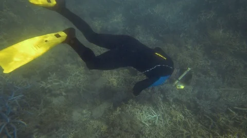 A diver touching the coral reefs underwa... | Stock Video | Pond5