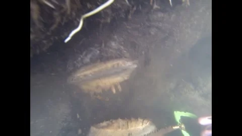 Wood Sampel Stock Videos – Royalty-Free HD & 4K Videos