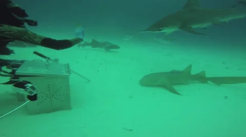 Divers swim with hammer fish underwater.... | Stock Video | Pond5