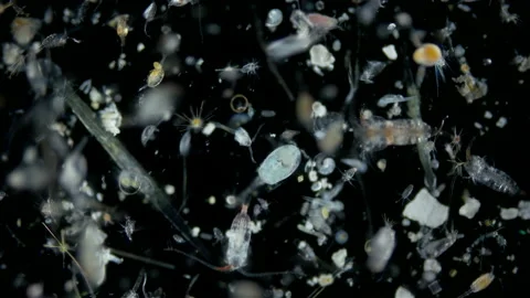 Diverse zooplankton and plankton of the ... | Stock Video | Pond5