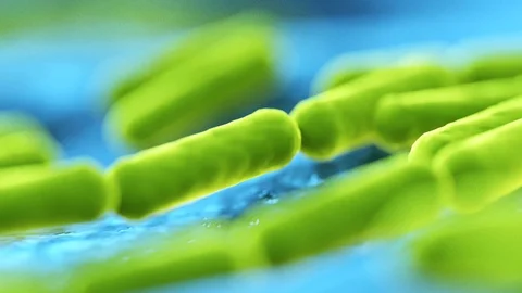 Bacteria Divide Stock Footage ~ Royalty Free Stock Videos | Pond5