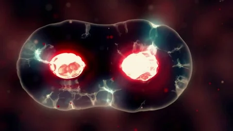 Cells Dividing Stock Footage ~ Royalty Free Stock Videos | Pond5