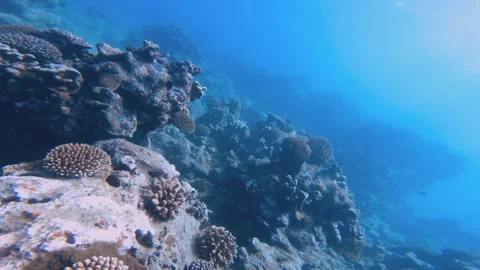 diving around shallow depth salt ocean s... | Stock Video | Pond5
