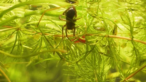 Diving bell spider. Water spider. Argyro... | Stock Video | Pond5