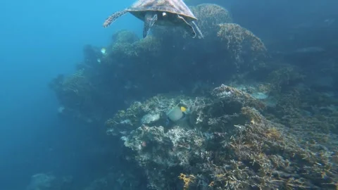 diving at coral reef wall with a sea tur... | Stock Video | Pond5