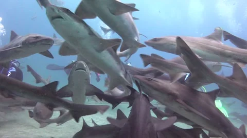 Japanese Sharking Stock Videos – Royalty-Free HD & 4K Videos | Pond5