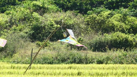 DIY bird distraction flags in rice field... | Stock Video | Pond5