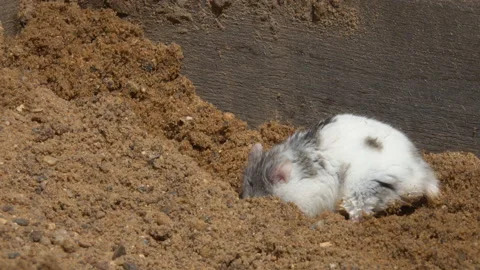 Hamster Stock Video Footage | Royalty Free Hamster Videos | Pond5