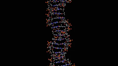 dna molecule ball and stick model rotati... | Stock Video | Pond5