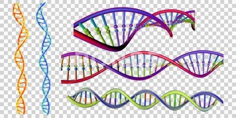 DNA strand set. Isolated on transparent background. Illustration #104394492