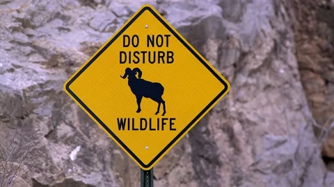 Do Not Disturb Wildlife Sign, Bighorn Sh... | Stock Video | Pond5