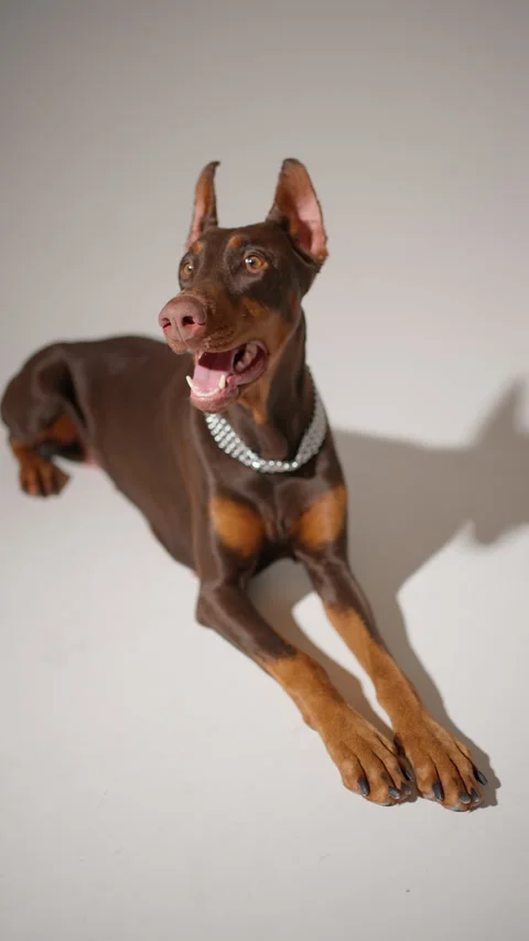 Doberman Studio Stock Videos – Royalty-Free HD & 4K Videos