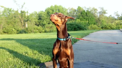 Doberman sitting and looking up | Stock Video | Pond5