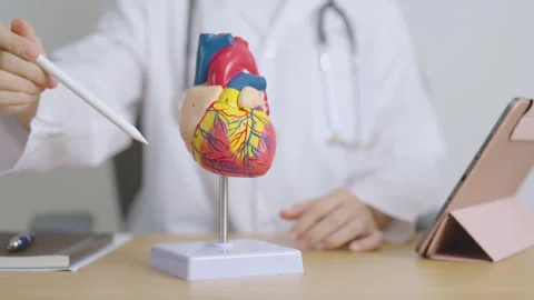 Doctor with human Heart anatomy model an... | Stock Video | Pond5