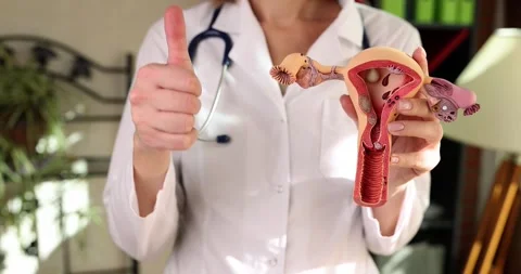 The doctor shows a model of female repro... | Stock Video | Pond5